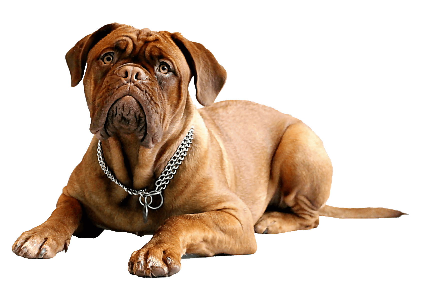 Divi Plus Pet Care Divi Plus Divi Plus Pet Care Divi Plus