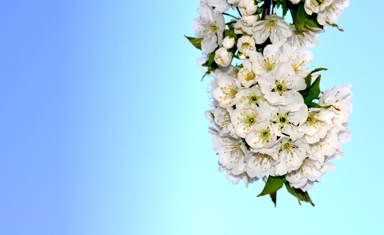 Divi Filterable Gallery - Divi Plus Divi Filterable Gallery - Divi Plus